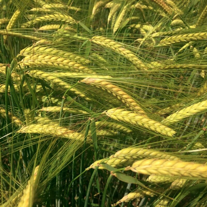 Cebada alternativa-semillas – Cecosa | Innovación en cultivos y semillas